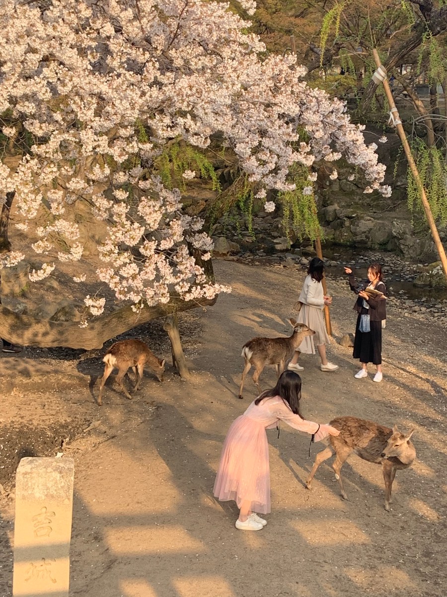 Nara – Bridge Over Distance